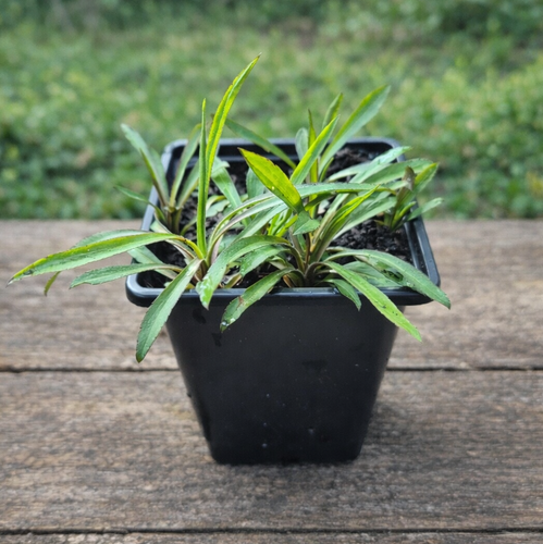 Aster dandy - compact perennial 9cm pot | eBay UK