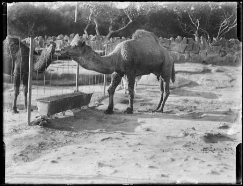 Dromedary camel in an enclosure at the zoo, NSW, 1930s Australia Old ...