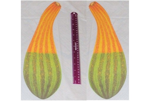 Half Green/Yellow Squash Cutout #99446hs, 2 PIECES, 16 inch 34689994466 ...