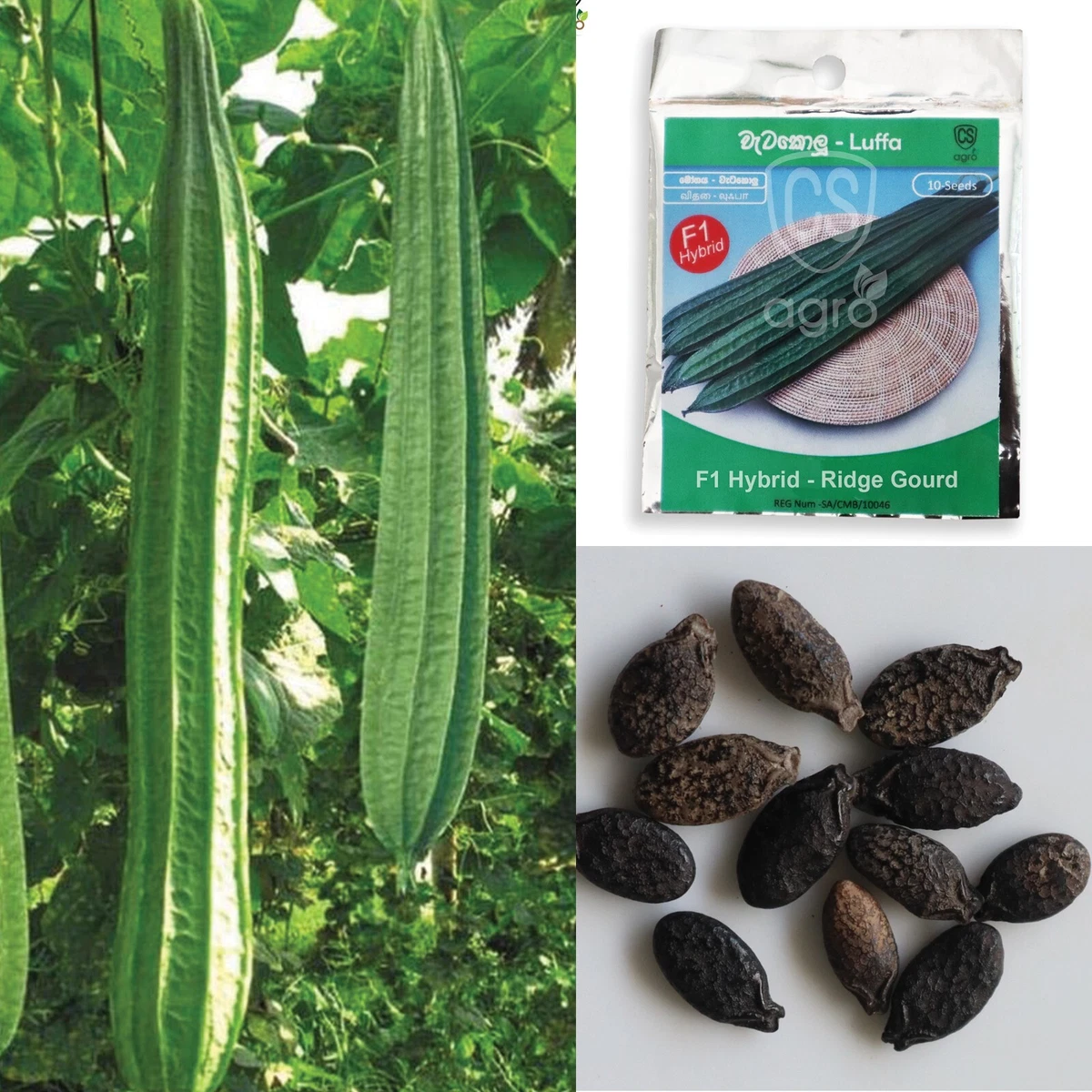Ridge Gourd Seeds