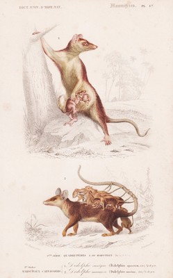 Didelplus Opposum Beutelratte Ratte Rat Engraving Steel Engraving ...