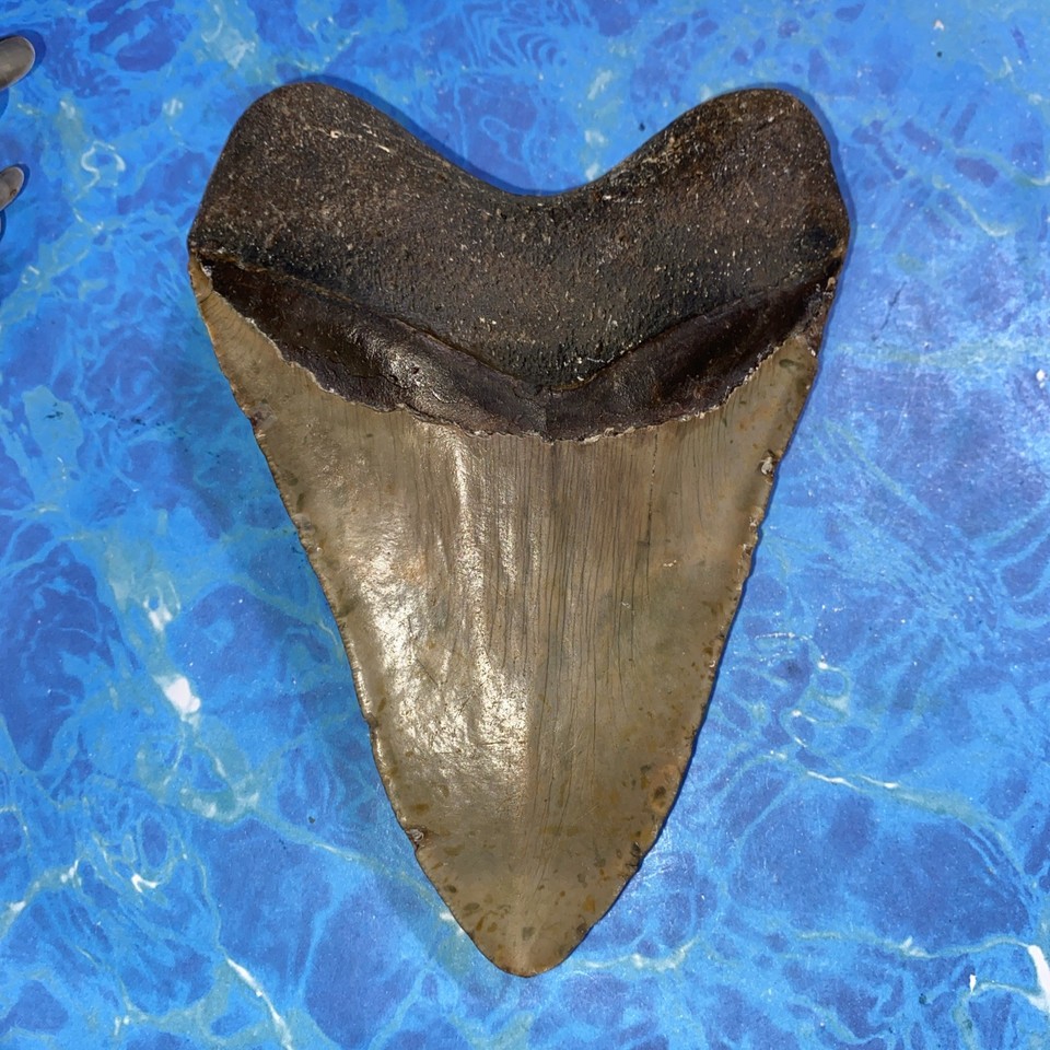 MEGALODON SHARK TOOTH 5.58” HUGE TEETH MEG SCUBA DIVER DIRECT FOSSIL NC ...