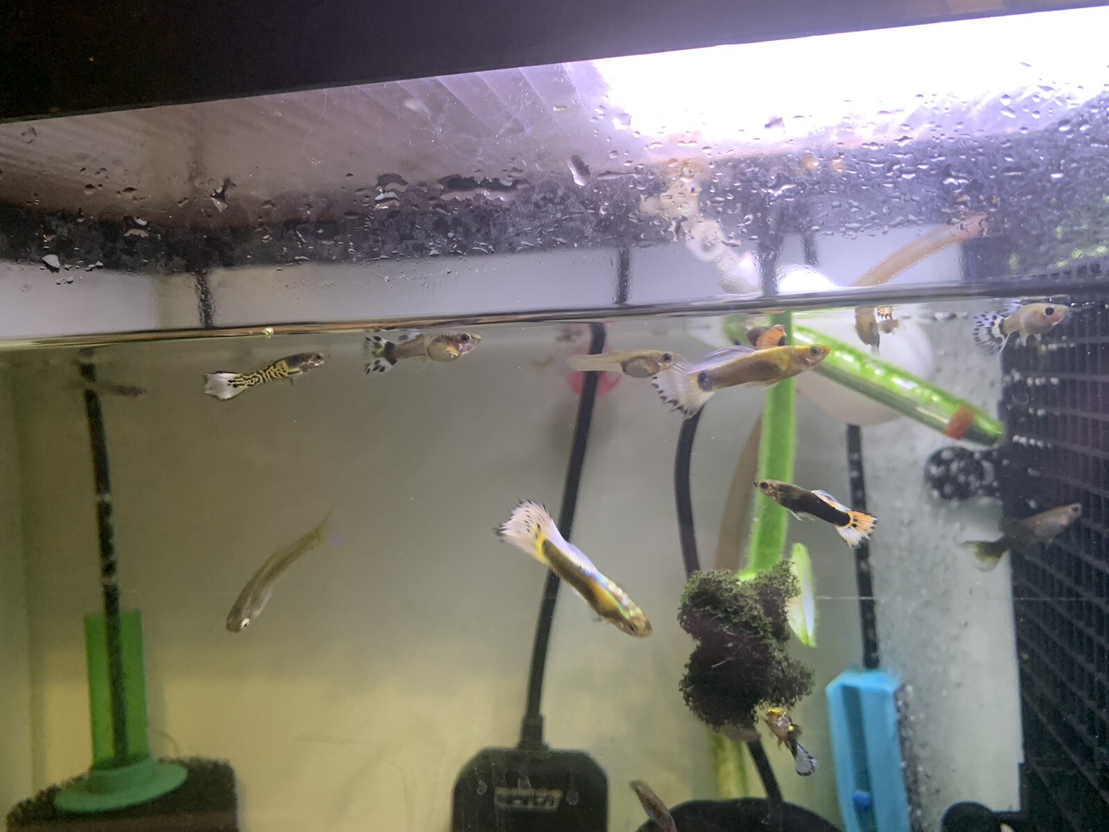 6 +1 Mixed Fancy Guppies and mixed Fancy Endlers. | eBay