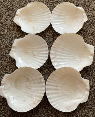 SEA SHELLS JAPAN 6 PIECES SCALLOP SHELLS DECORATION | eBay