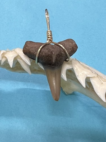 SHARK TOOTH PENDANT…3/4 Inch Fossilized LEMON Shark Tooth from Venice ...