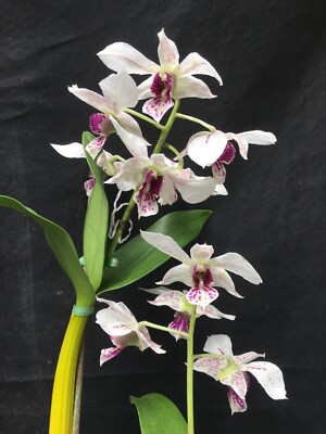 DENDROBIUM ROY TOKUNAGA ORCHID FRAGRANT MATURE PREVIOUSLY BLOOMED PLANT ...