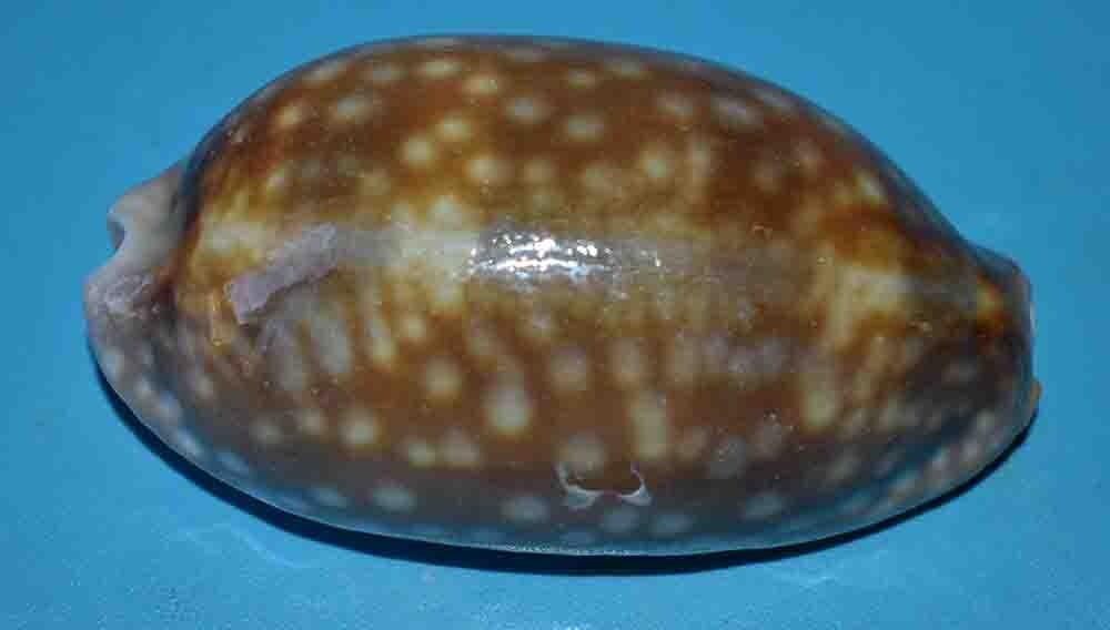 SEA SHELL - COQUILLAGES - CYPRAEIDAE - MACROCYPRAEA ZEBRA - 98.40mm | eBay