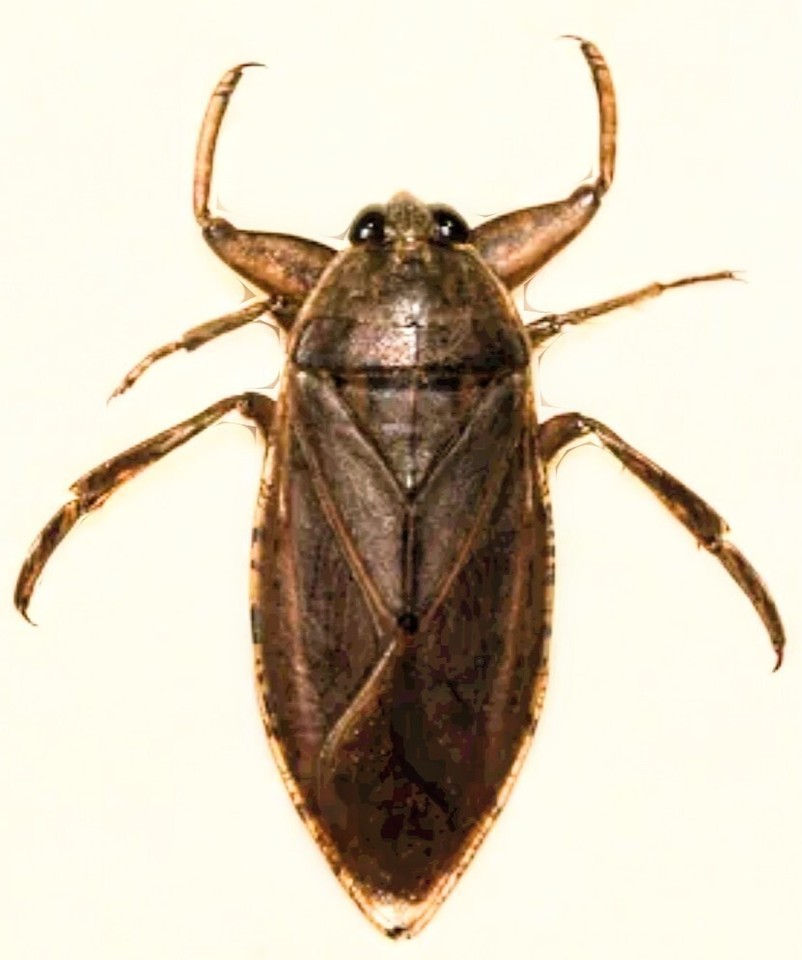 3 A-1, Lethocerus cordofanus 67mm Cameroon Toe Biters | eBay