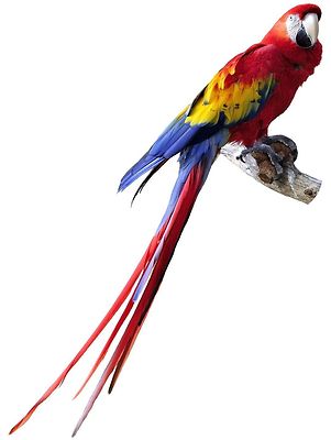 Sticker decal wall fridge children room animal decorate bird parrot ...