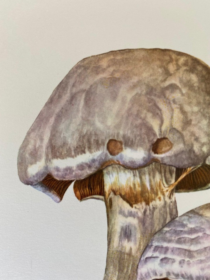 Gassy webcap mushroom print. antique and vintage biology and nature ...