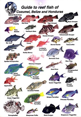 Guide To Reef Fish of Cozumel, Belize & Honduras - Fish ID Card | eBay