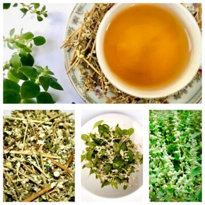 Ceylon Ayurveda Natural Herbal POLPALA Tea AERVA LANATA(100g) | eBay