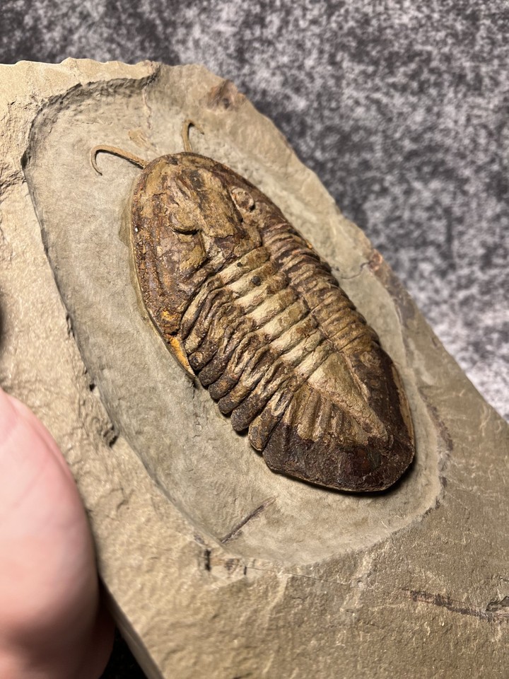 Large Asaphellus sp. Trilobite Fossil with Preserved Antennae – Highly ...