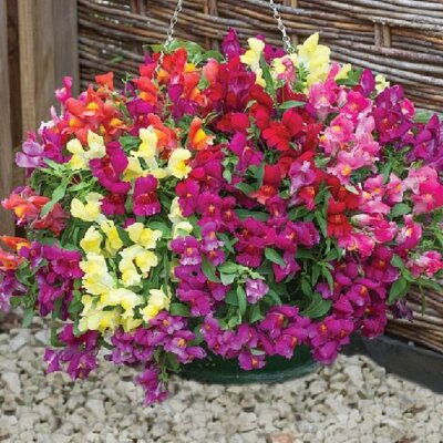 SNAPDRAGON ANTIRRHINUM SEEDS TRAILING HYBRIDS FOR HANGING BASKETS ...