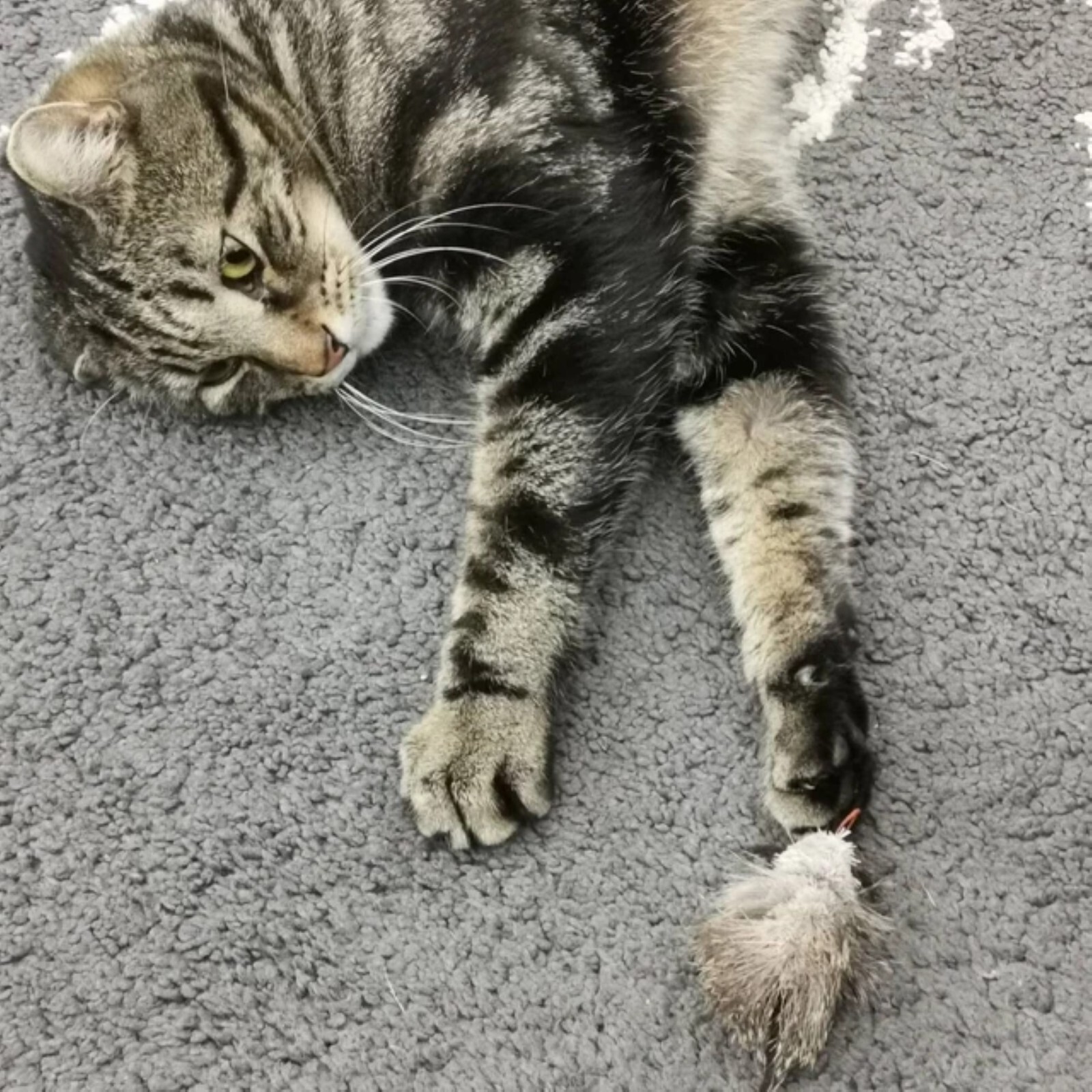 Cat Toy Rafa Rat Mouse Medium Realistic Brown Chase Play Toy by Tiga ...