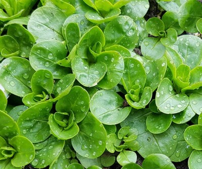 DUTCH CORN SALAD SEEDS 200+ BROAD LEAVED MACHE Lamb's Lettuce FREE ...