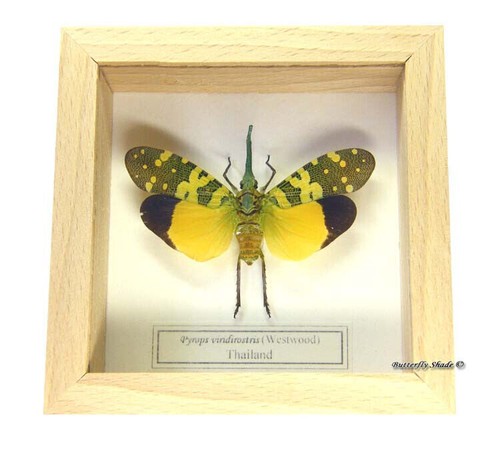 REAL MOUNTED FRAMED INSECT - Pyrops viridirostris - GREEN NOSE ...