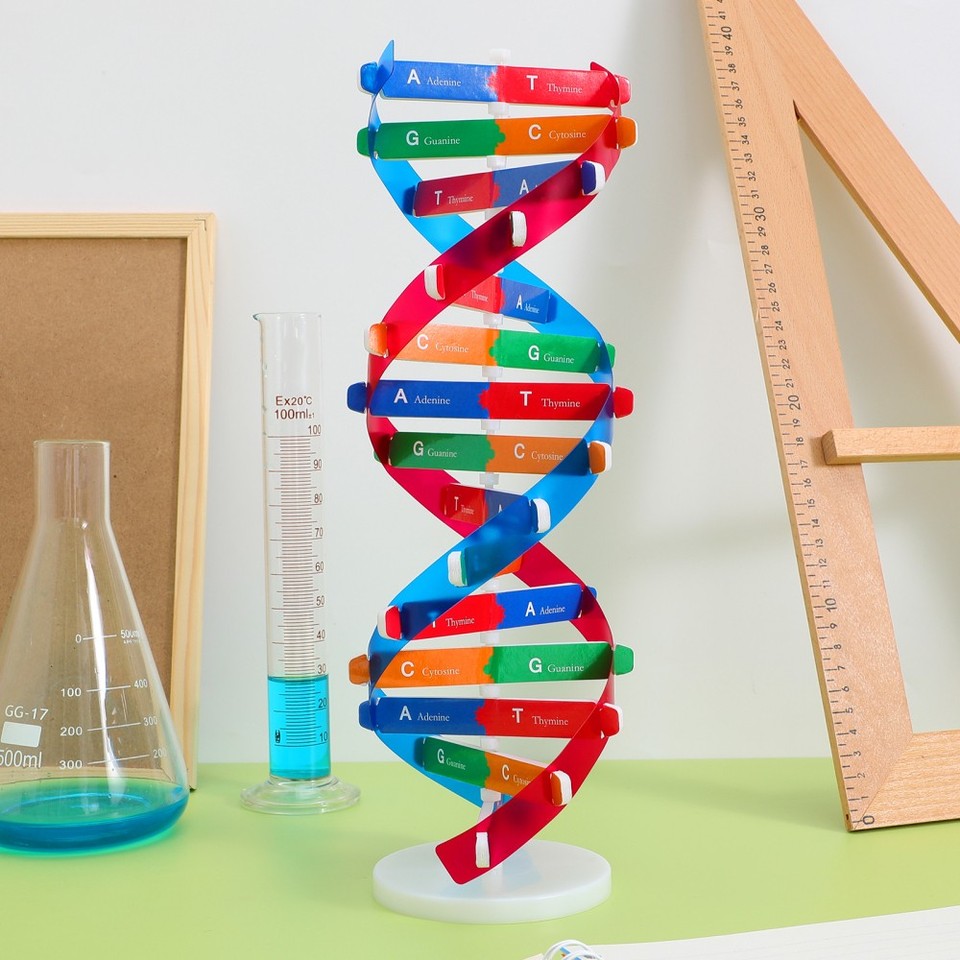 Science Dna Double Helix Beaded Nuobesty Model Educational Teaching ...