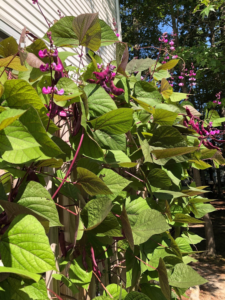 Purple Hyacinth Bean Vine Plants