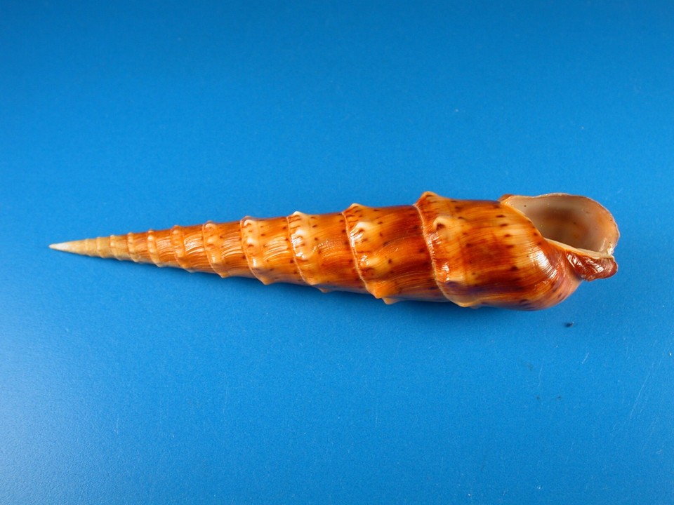 Oxymeris crenulata, Great Sculpture and Pattern, Huge, 116.1mm ...