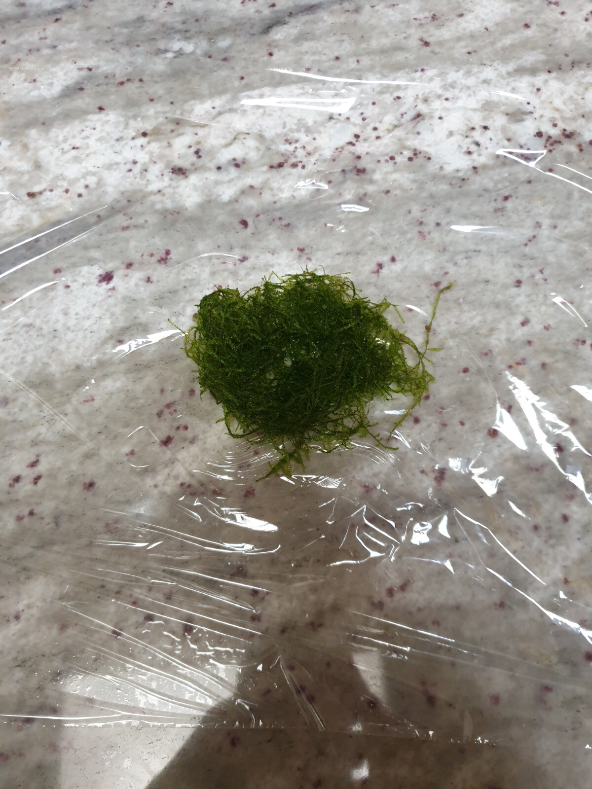 Java Moss Live Aquarium Plants for Fish / Shrimp Tank 10cm × 9cm | eBay