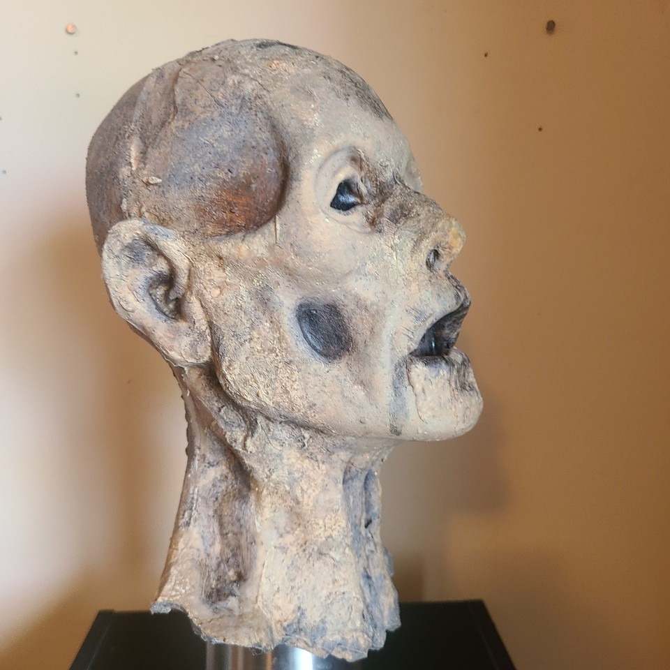 Severed Rotted Corpse Zombie Dead Life Size Head Prop Haunted Halloween ...