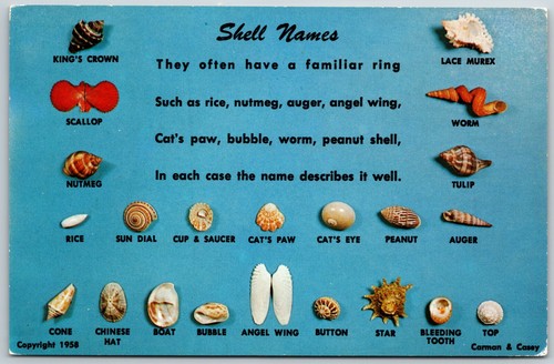 Shell Names - Postcard | eBay