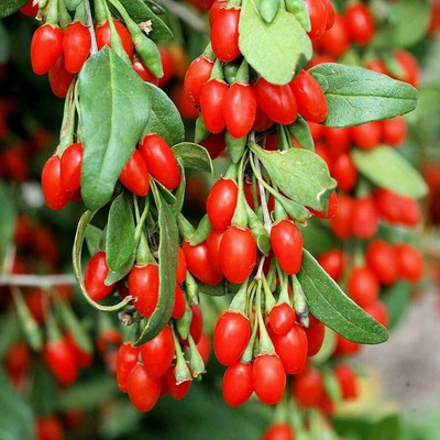 150+ Fresh Goji Berry Seeds ~ Organic ~ FREE US SHIPPING ~ 90% ...