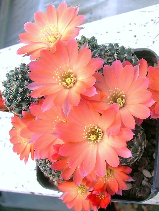Lobivia haagei rare rebutia cactus plant flowering succulent cacti seed ...
