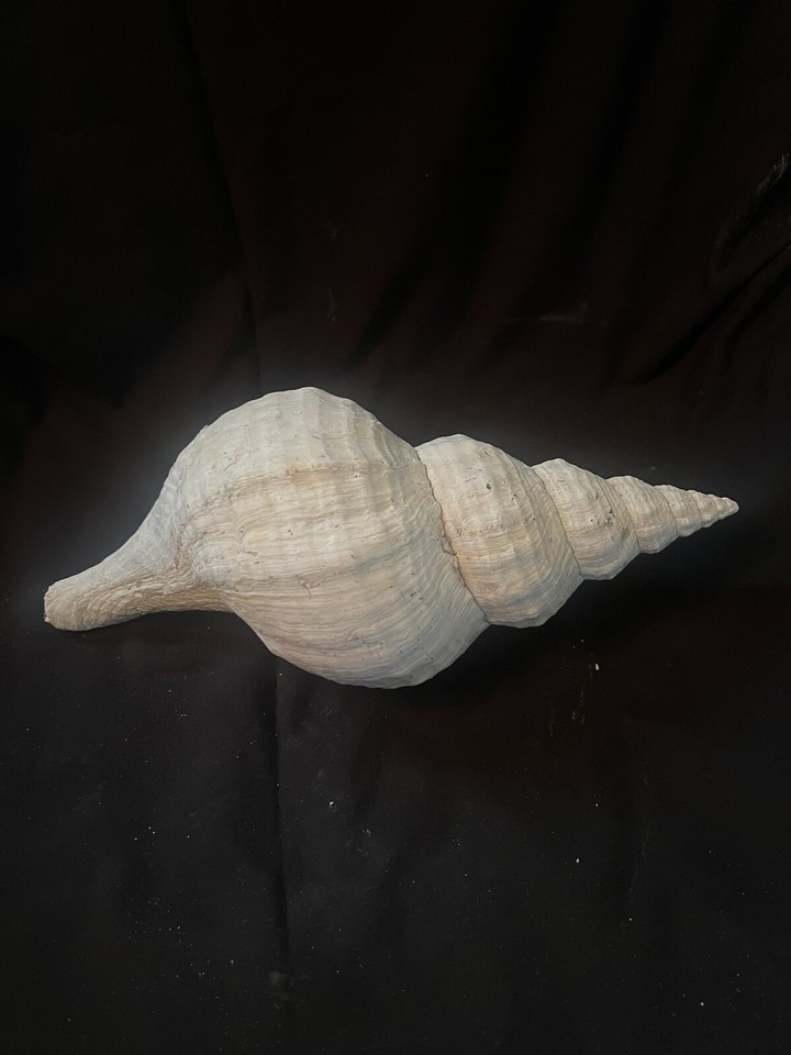 RARE Fossilized HORSE CONCH Shell From Central Florida, Pliocene Era ...