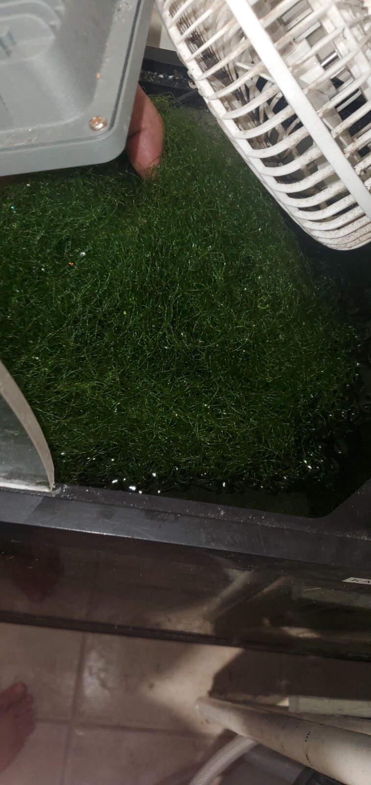 1 cup of live, clean, Chaetomorpha Macro Algae Chaeto NO PESTS text 734 ...