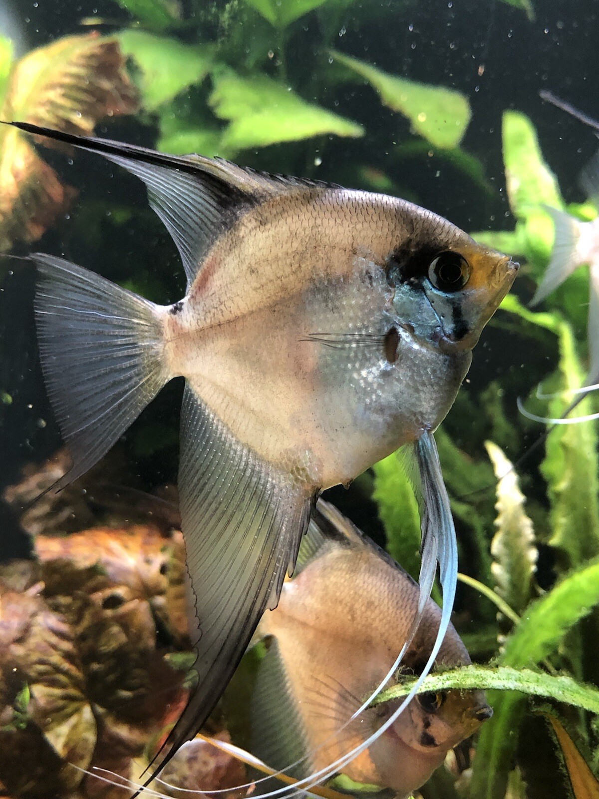 Blue Blushing Angelfish