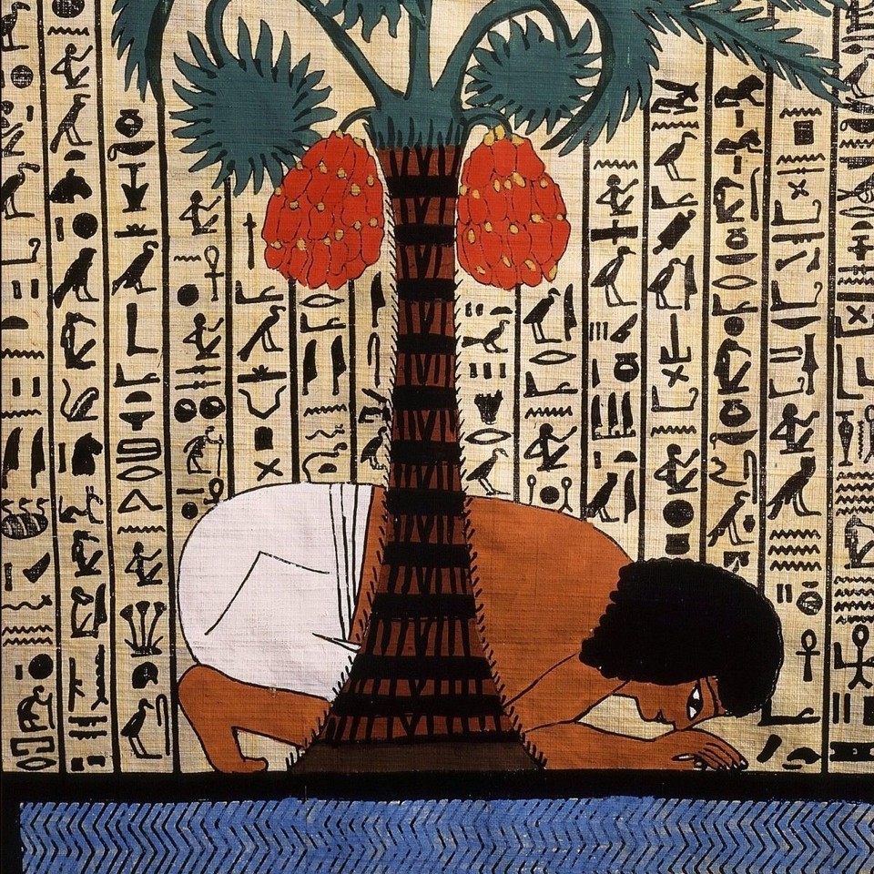 Whole Egyptian Doum Organic Dried Fruit Healthy Food حبات نبات الدوم ...