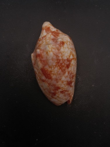 Uncommon Cymbiola voluta rutila sea shell. 69mm Australian Collector ...