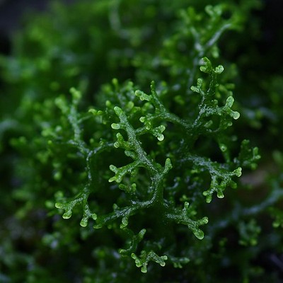 Mini Pellia / Coral Moss | Aquarium Plants Factory® | eBay