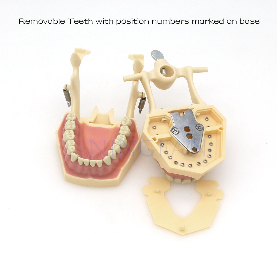 Frasaco AG3 Typodont Dental Restorative Model, 32 Replacement Teeth ...