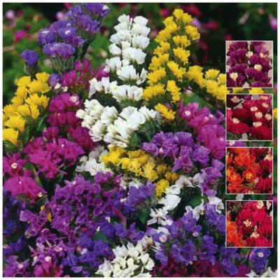 Statice Pacific Double Mix Seeds. Cut flower variety. Red, pink, white ...