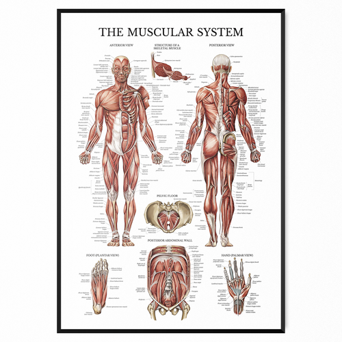 Muscular System Human Muscle Anatomy Chart Body Educational Poster A4 ...