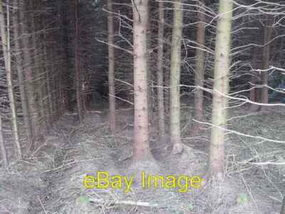 Photo 6x4 Sitka plantation Howpasley Trees in rows. c2008 | eBay UK