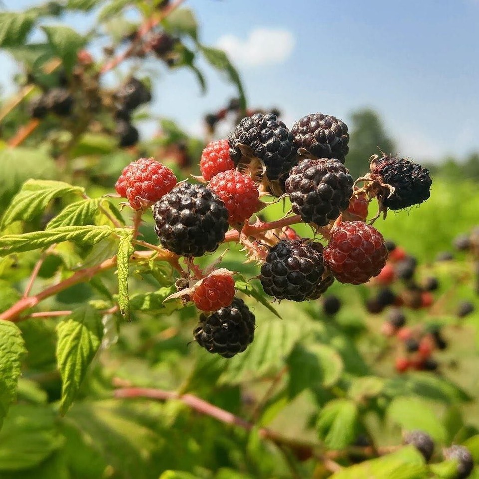 2 Live Black Raspberry Plant Wild Organic Homesteading Fruit Berry ...