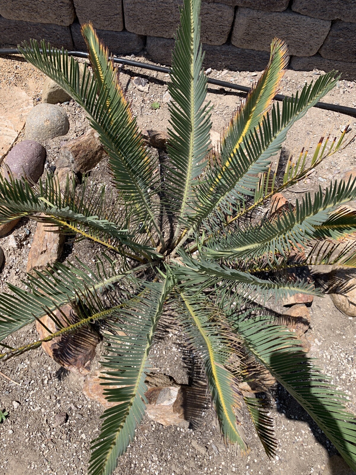 Encephalartos Friderici Guilielmi WHITE HAIRED CYCAD Ice Blue Cycads ...