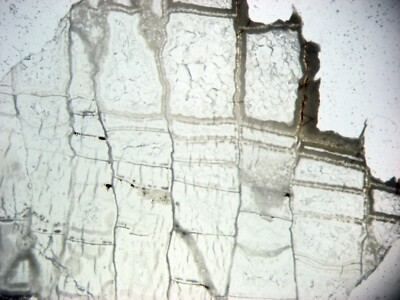 Silurian Fossil thin section Coral Favosites brownsportensis Brownsport ...
