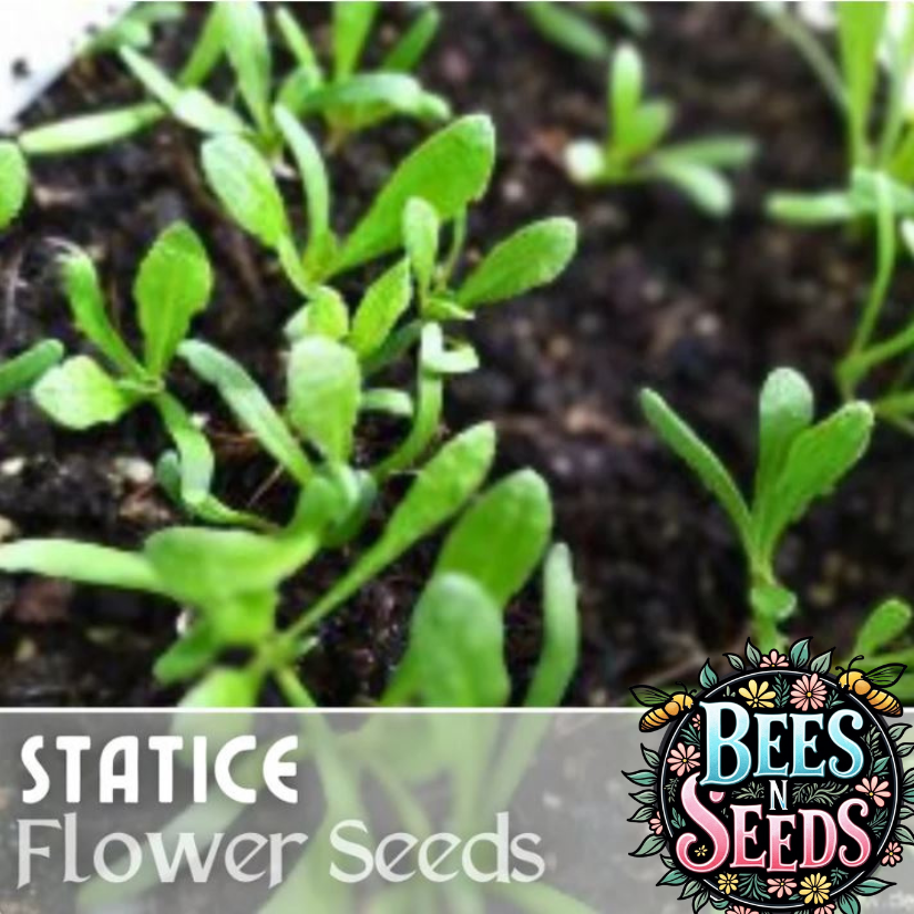 Statice Seeds - 85 Seeds - Twilight - Flower Seed Flowers Garden Non ...