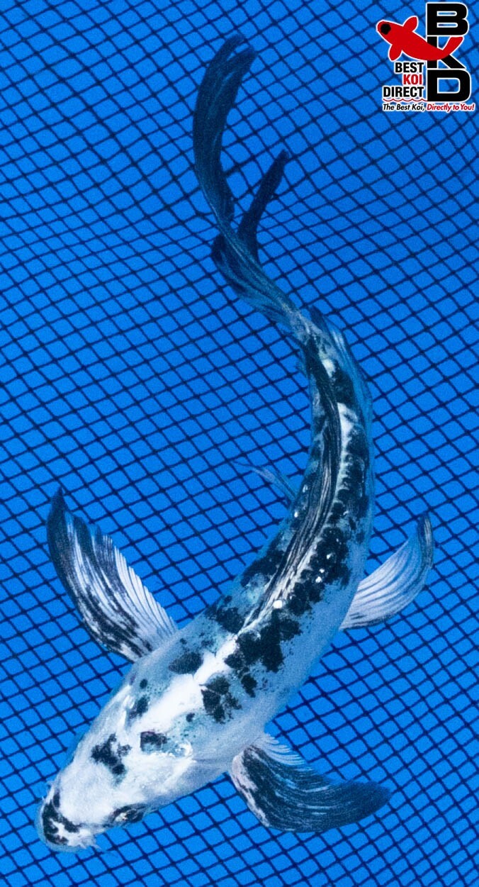 6" BUTTERFLY DOITSU SHIRO BEKKO Live Koi Fish Garden Pond 7/4 | eBay