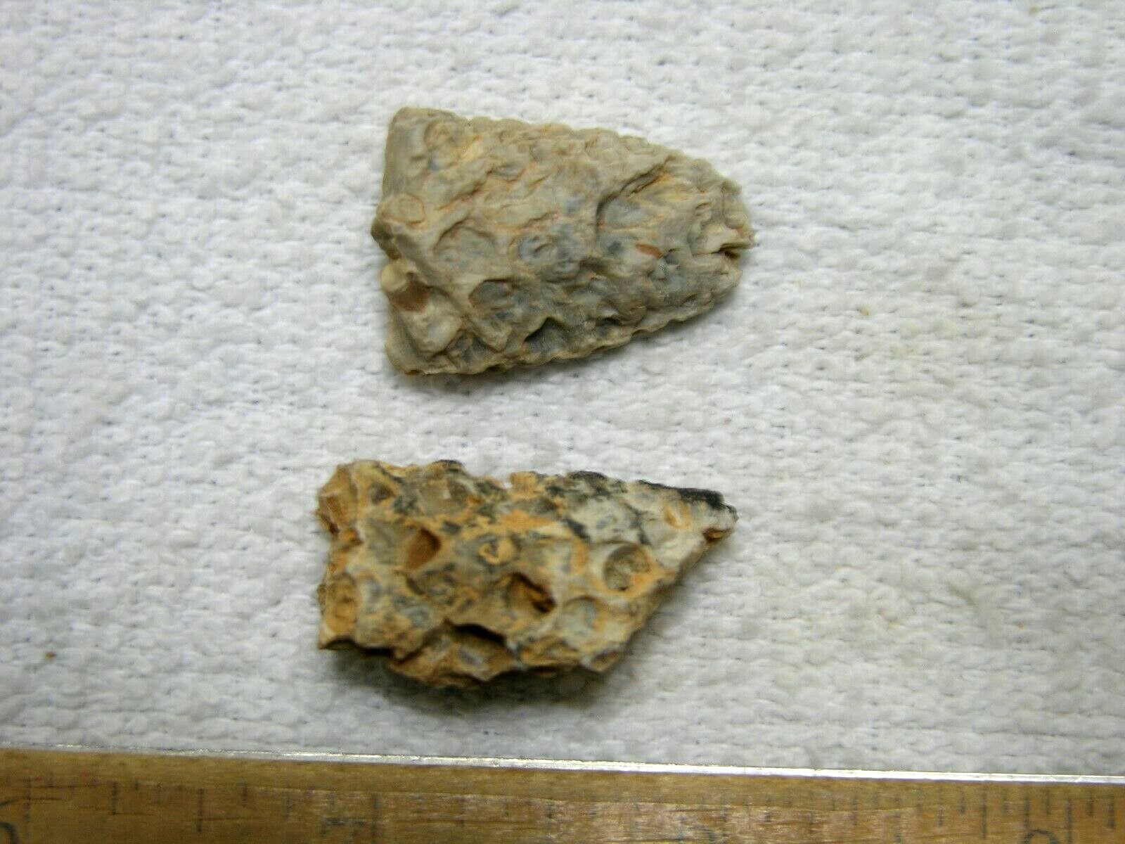 Petrified Silicified fossil Pine Cones Eocene Epoch Northern Sahara desert I52 | eBay