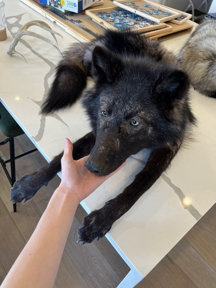 FHSD53 - Beautiful Real Alaskan Wolverine Prime Fur Taxidermy Soft ...