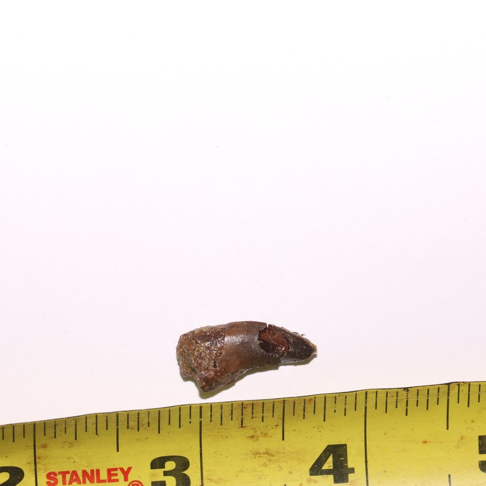 Albertosaurus Tooth - Dinosaur Fossil Judith River Formation ...