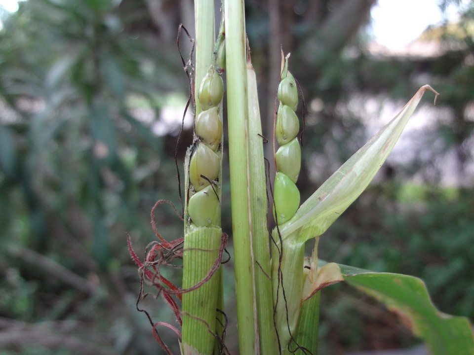 TEOSINTE Nitrogen-Fixing Corn Ancestor (Zea mays ssp. mex./parviglumis ...