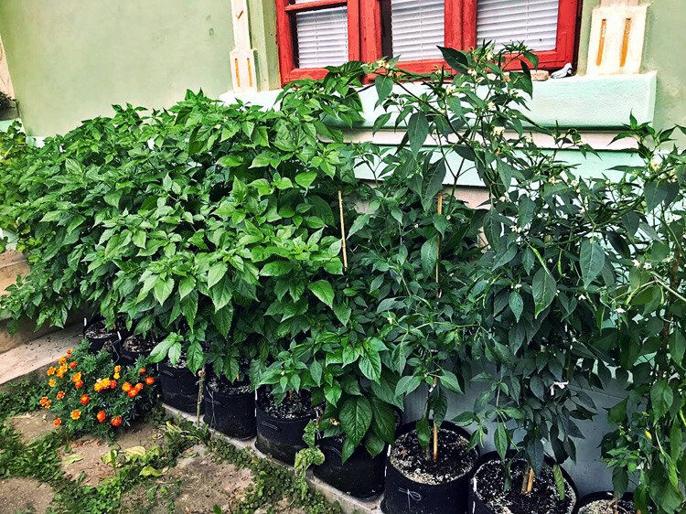 1 X Gronest Wachsen Bag 25L Grau Handles Safe Roots Fabric Container ...