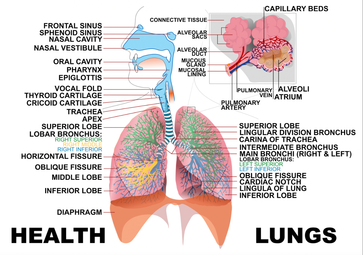 Detailed Lungs Diagram Respiratory System: Anatomy And Functions